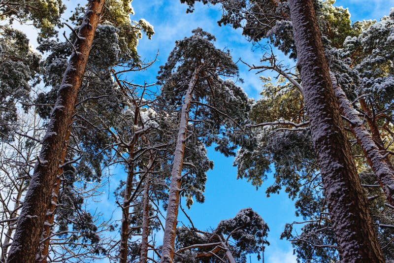 Bottom View of the Blue Sky and the Tops of Pine Trees in the Snow ...