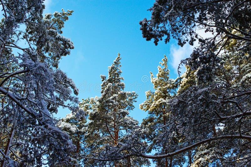 Bottom View of the Blue Sky and Tree Branches in the Snow. Winter View ...