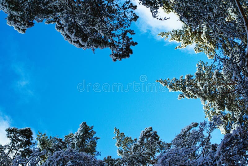 Bottom View of the Blue Sky and the Tops of Pine Trees in the Snow ...