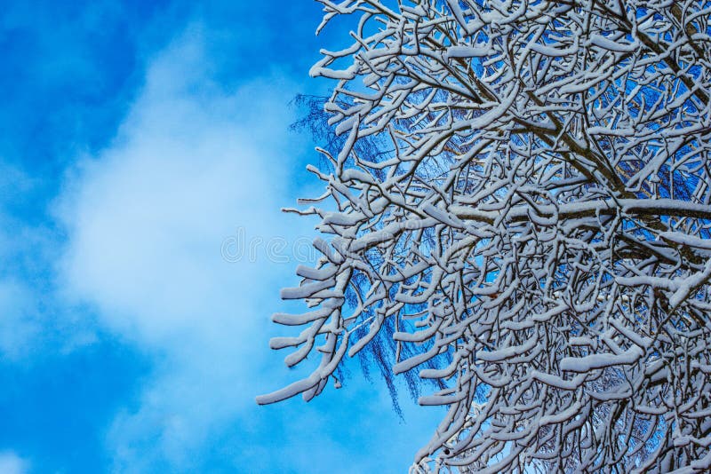 Bottom View of the Blue Sky and Tree Branches in the Snow. Winter View ...