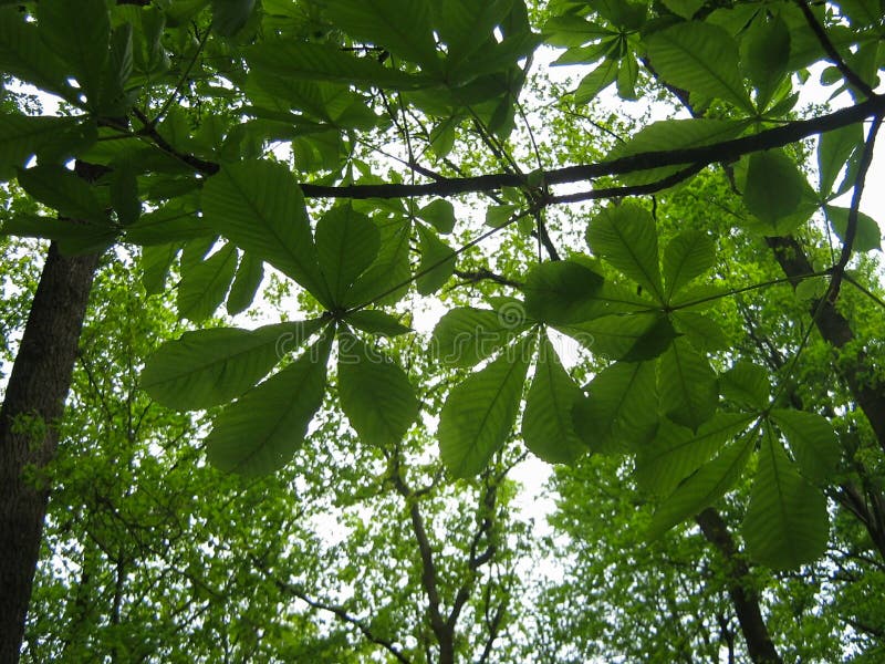 Bottom View of Chestnut Tree Leaves. Green Background from Chestnut ...