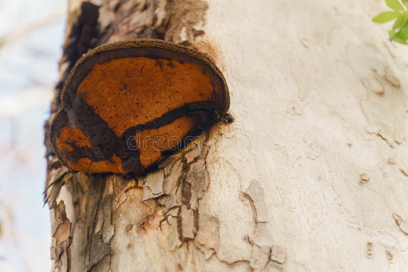 Ganoderma Lucidum Fungus on a Tree Trunk Stock Image - Image of ecology ...