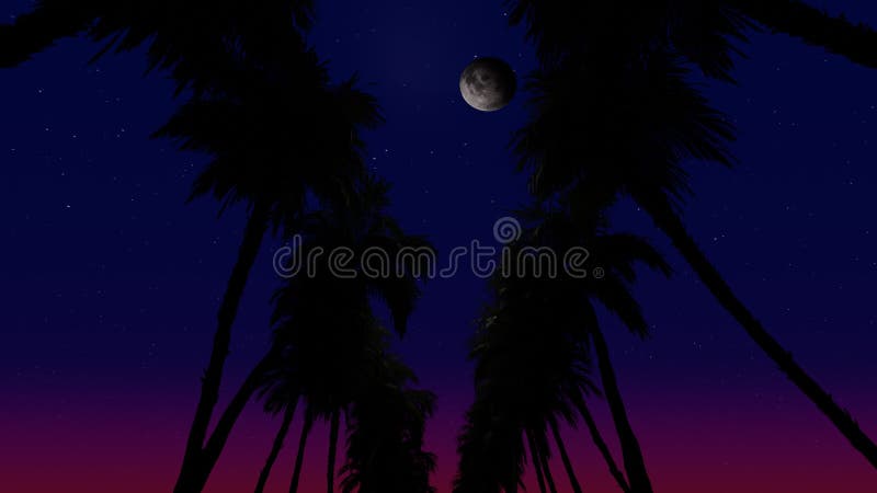 Movement through Palm Alley Bottom View of Coconut Palm Trees at Night ...