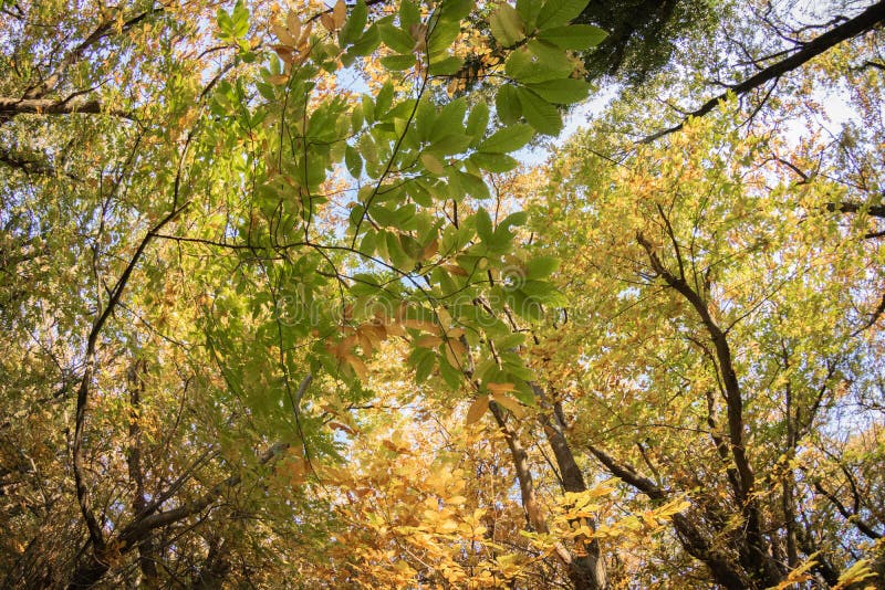 Bottom View on Colorful Forest Trees Stock Photo - Image of park ...