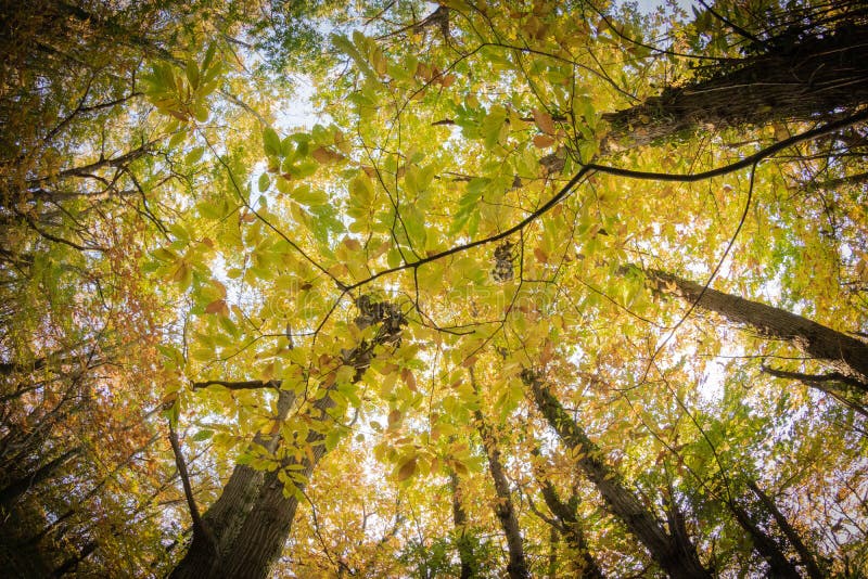 Bottom View on Colorful Forest Trees Stock Photo - Image of breathing ...