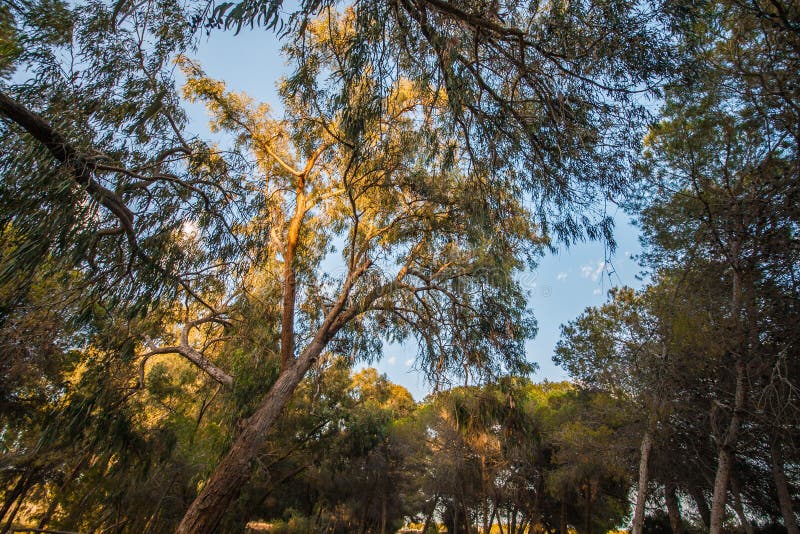 Dense tree roots texture stock photo. Image of tree, branch - 5768570