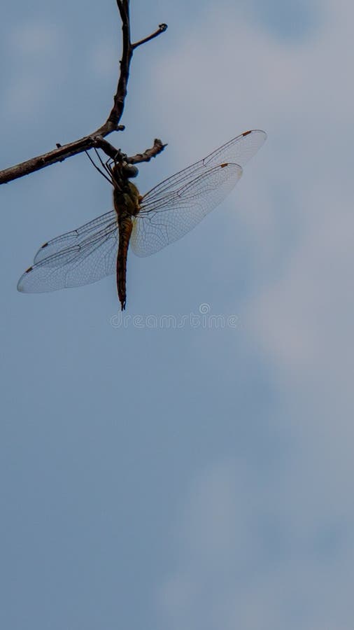 Bottom View of a Dragonfly Perched on a Branch Stock Photo - Image of ...