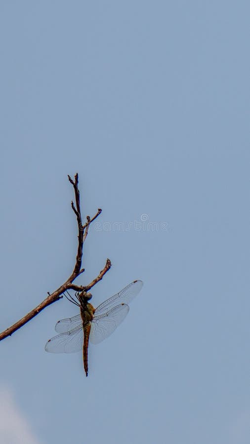 Bottom View of a Dragonfly Perched on a Branch Stock Photo - Image of ...