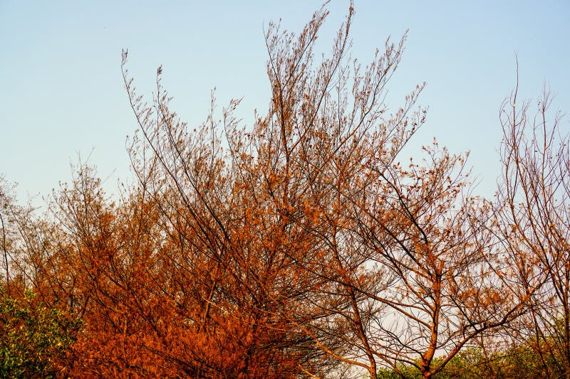 Bottom View of a Dry Tree in the Dry Season Stock Image - Image of ...