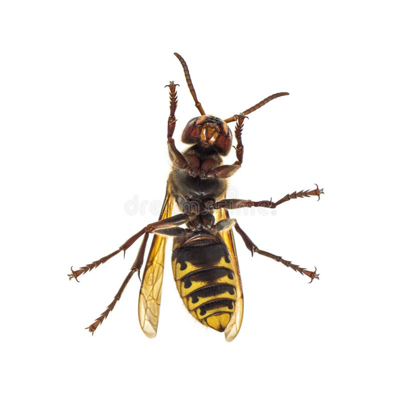 Bottom View of a Blue Baboon Tarantula, Monocentropus Balfouri ...