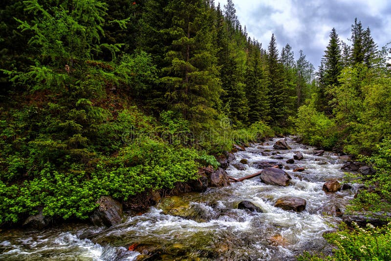 Bottom View on the Flow Mountain Stream in Woods Stock Image - Image of ...