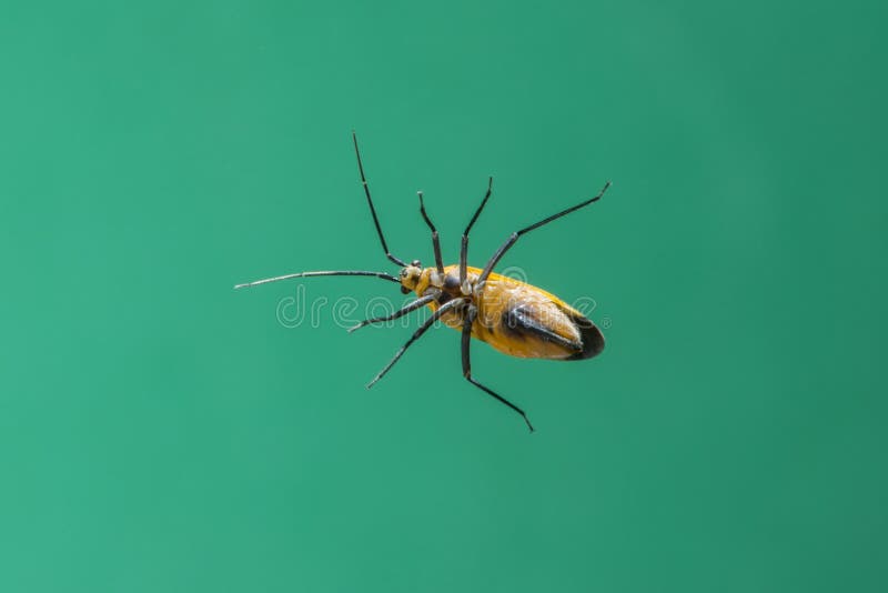 Bottom View of Fourlined Plant Bug with Green Background Stock Image ...