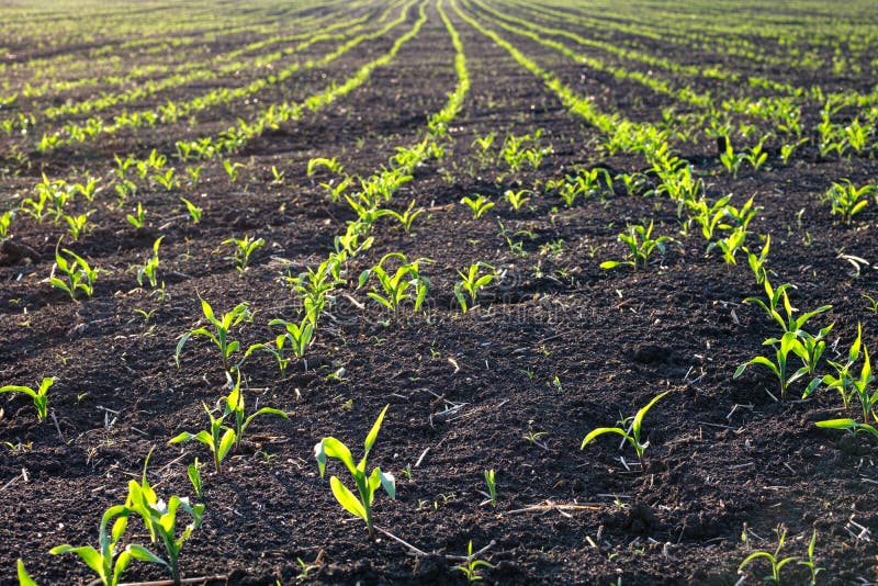 Bottom View of Fresh Rows of Corn Plants that Have Risen Recently Young ...