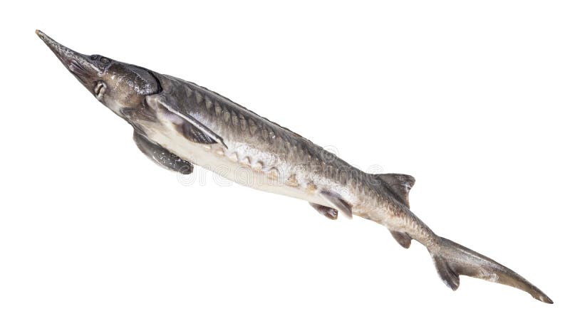 Bottom View of Fresh Sturgeon Fish Isolated Stock Image - Image of ...