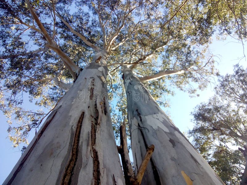 Bottom view of giant tree stock image. Image of nature - 152114427