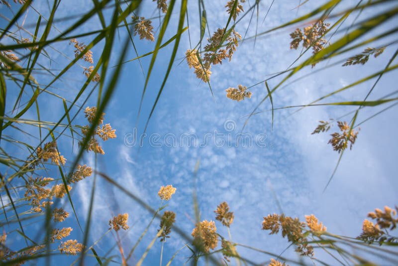 Bottom View from Grass on the Sky Stock Photo - Image of border, bright ...