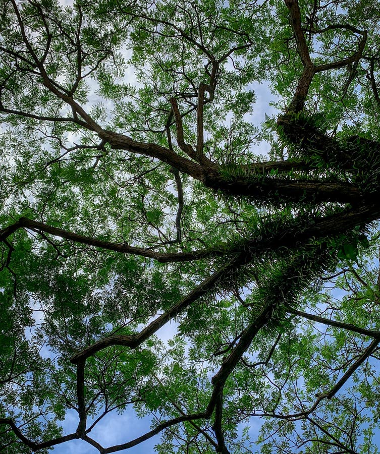 Bottom View of Tall Tree in Tropical Forest. Bottom View Background of ...