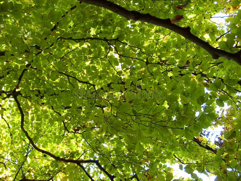 Bright green tree foliage stock photo. Image of forest - 124793334