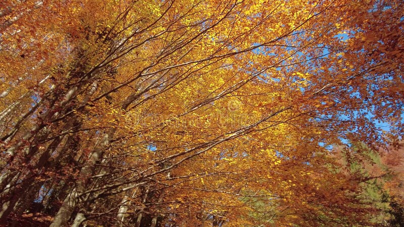 Spinning View from Bottom on Autumn Forest Crown Stock Video - Video of ...