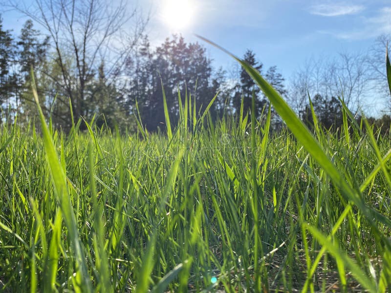 Grass sprouts macro image stock photo. Image of agriculture - 37659744