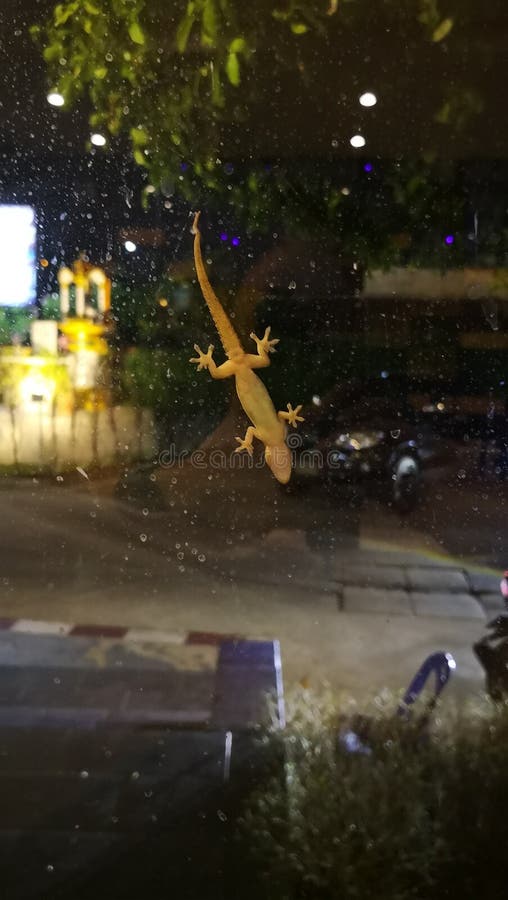 Bottom View of Hemidactylus on Mirror , Selective Focus Stock Image ...