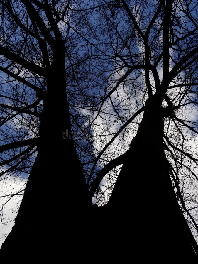 A Large, Branching Tree. Overgrown Tree Leaves Stock Photo - Image of ...