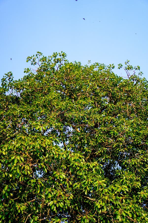 Bottom View of a Large Tree with Dense Leaves. Stock Image - Image of ...