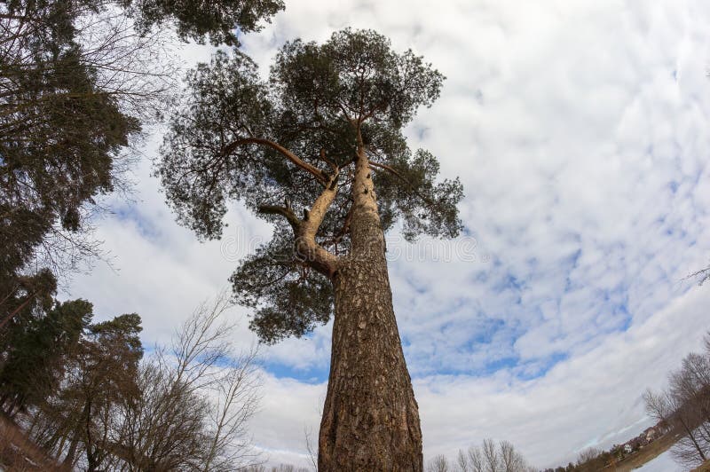Bottom View of a Large Tall Pine Tree Stretching into a Sky Stock Photo ...