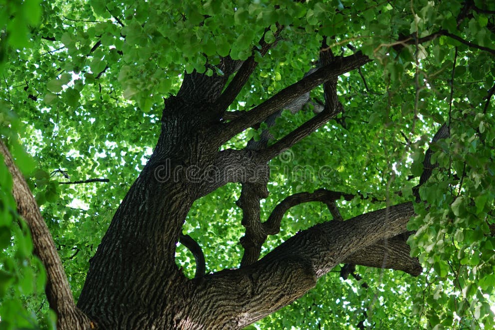 Bottom View of Linden Tree in the Park Stock Image - Image of outdoor ...