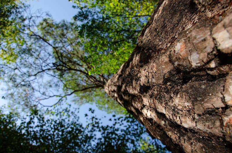 Bottom View of a Liquidambar Orientalis Tree Stock Photo - Image of ...