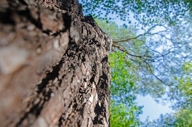 Bottom View of a Liquidambar Orientalis Tree Stock Photo - Image of ...