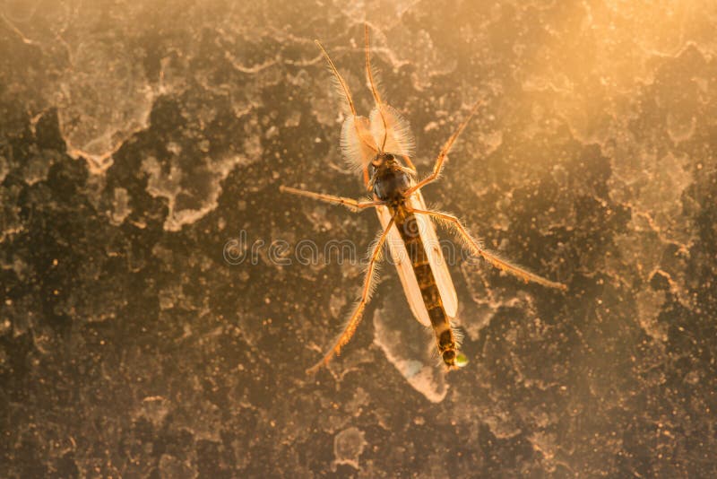 Bottom View of a Mosquito on Dirty Glass at Sunset. Stock Photo - Image ...