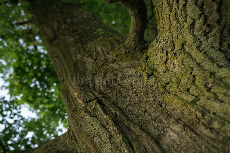 Bottom View of the Oak Tree with Green Leaves Stock Image - Image of ...