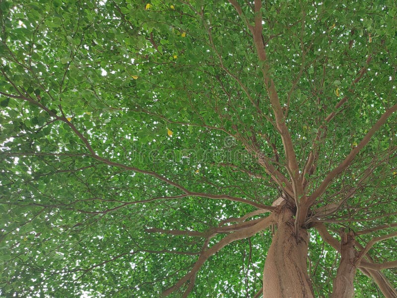 Bottom View of an Old Big Tree Stock Image - Image of scenery, nature ...