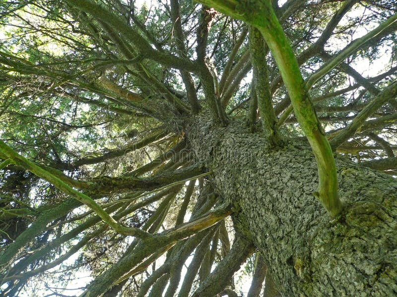 Bottom view of old fir stock image. Image of abstract - 12390127