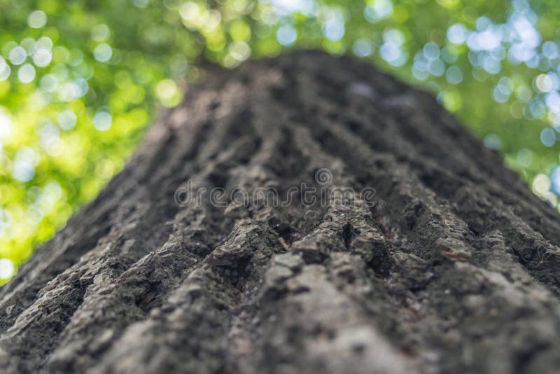 Bottom view of an old tree stock image. Image of coniferous - 98400473