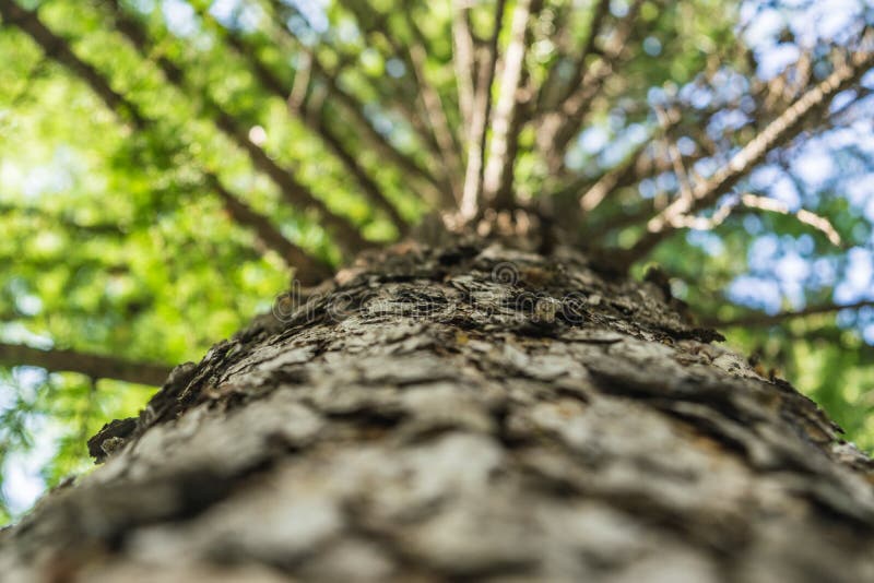 Bottom view of an old tree stock photo. Image of natural - 98400300