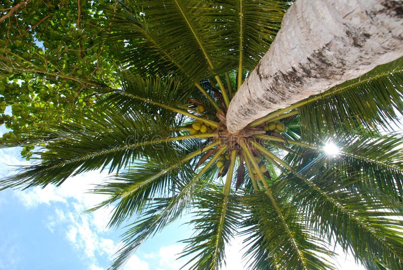 Bottom view of the palm stock image. Image of details - 28795959