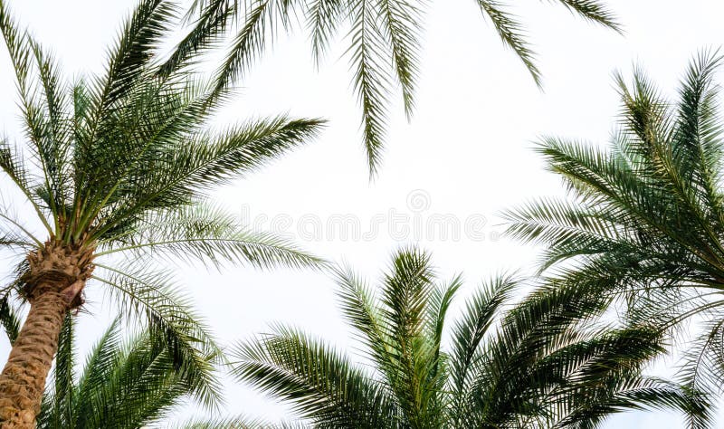 Bottom View of Palm Branches and Blue Sky Stock Image - Image of ...