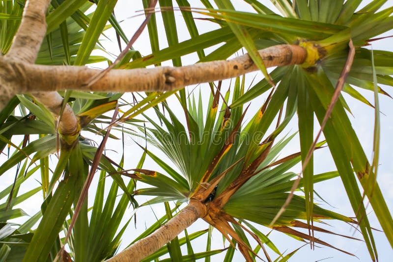 Bottom View of Palm Leaves on White Background Stock Image - Image of ...