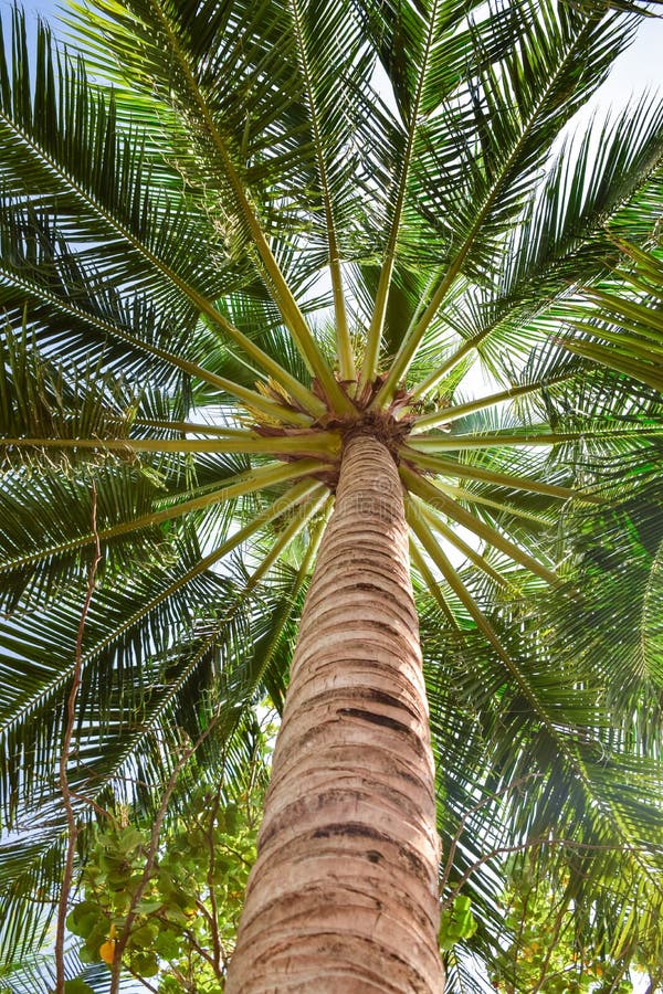 Bottom View at Palm with Spreading Branches Stock Photo - Image of ...