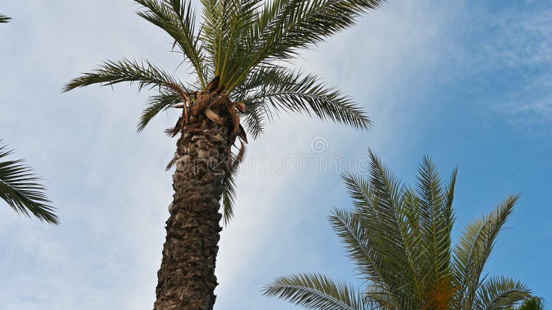 Bottom view of a palm tree stock image. Image of banner - 227679479