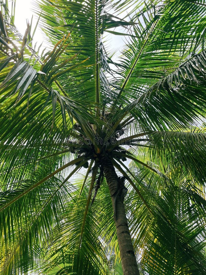 Bottom View of Palm Tree with Big Leaves Stock Photo - Image of palm ...
