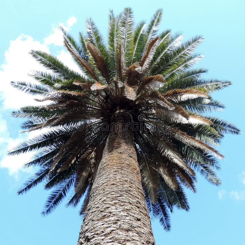 Bottom view of a palm tree stock photo. Image of south - 69980740