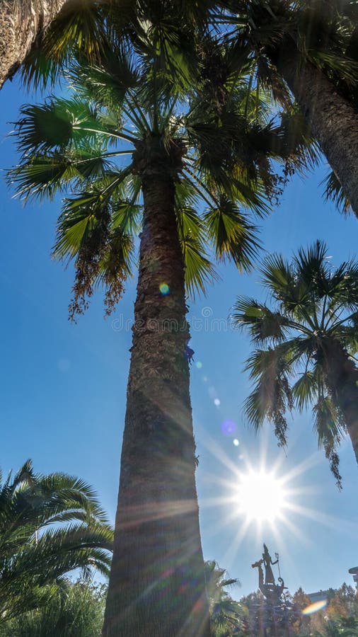 Bottom View of the Palm Tree with Sunshine. Sochi, Russia Stock Photo ...