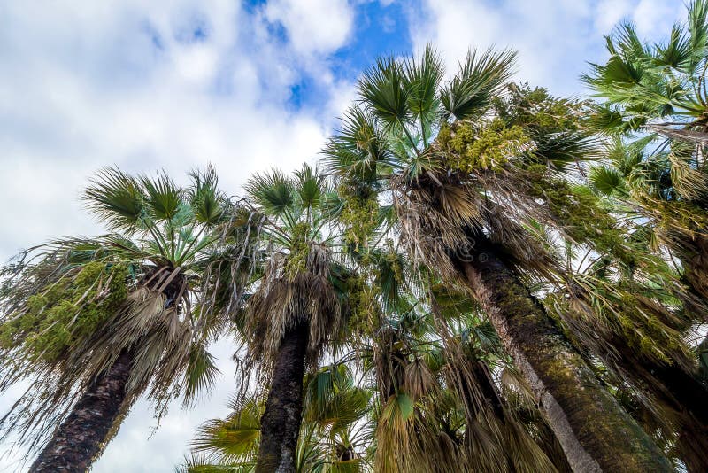 Bottom view palm trees stock image. Image of russia - 103690105
