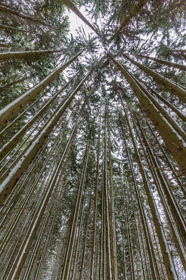 Bottom View Perspective of Forest in Winter Long Trunk Trees Stock ...