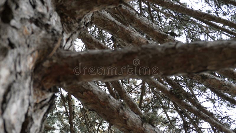 Bottom View of the Pine Branches Stock Image - Image of forest, branch ...