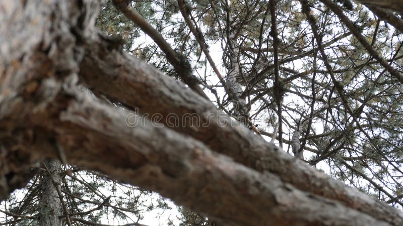 Bottom View of the Pine Branches Stock Image - Image of evergreen ...