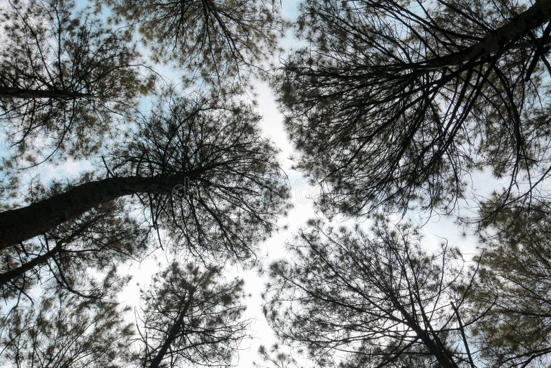 Bottom View of the Pine Forest Scenery with Blue Sky Background and Sun ...